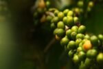 Café Verde: conheça os benefícios de um dos grãos mais famosos do mundo ...